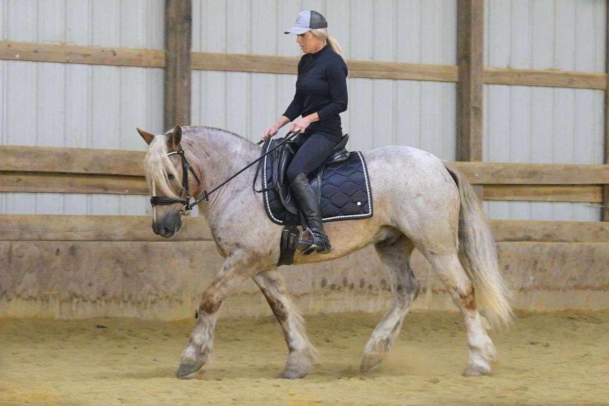 Maverick - Ideal All-Around Horse 8 yo Strawberry Roan Gypsy Cross Gelding!