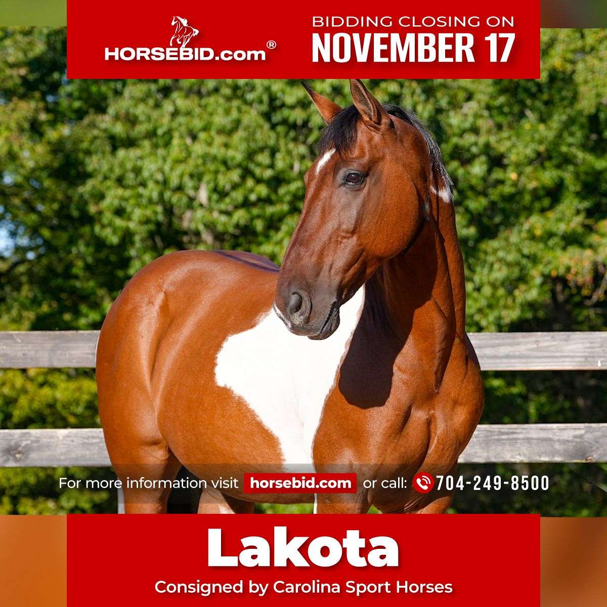 Lakota - a True Trail Master 5 Yr Old Tri-Color Paint X QH Gelding!