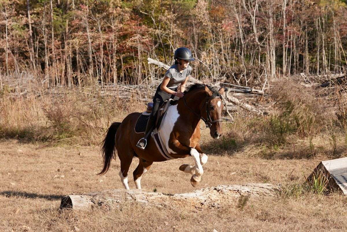 Lakota - a True Trail Master 5 Yr Old Tri-Color Paint X QH Gelding!