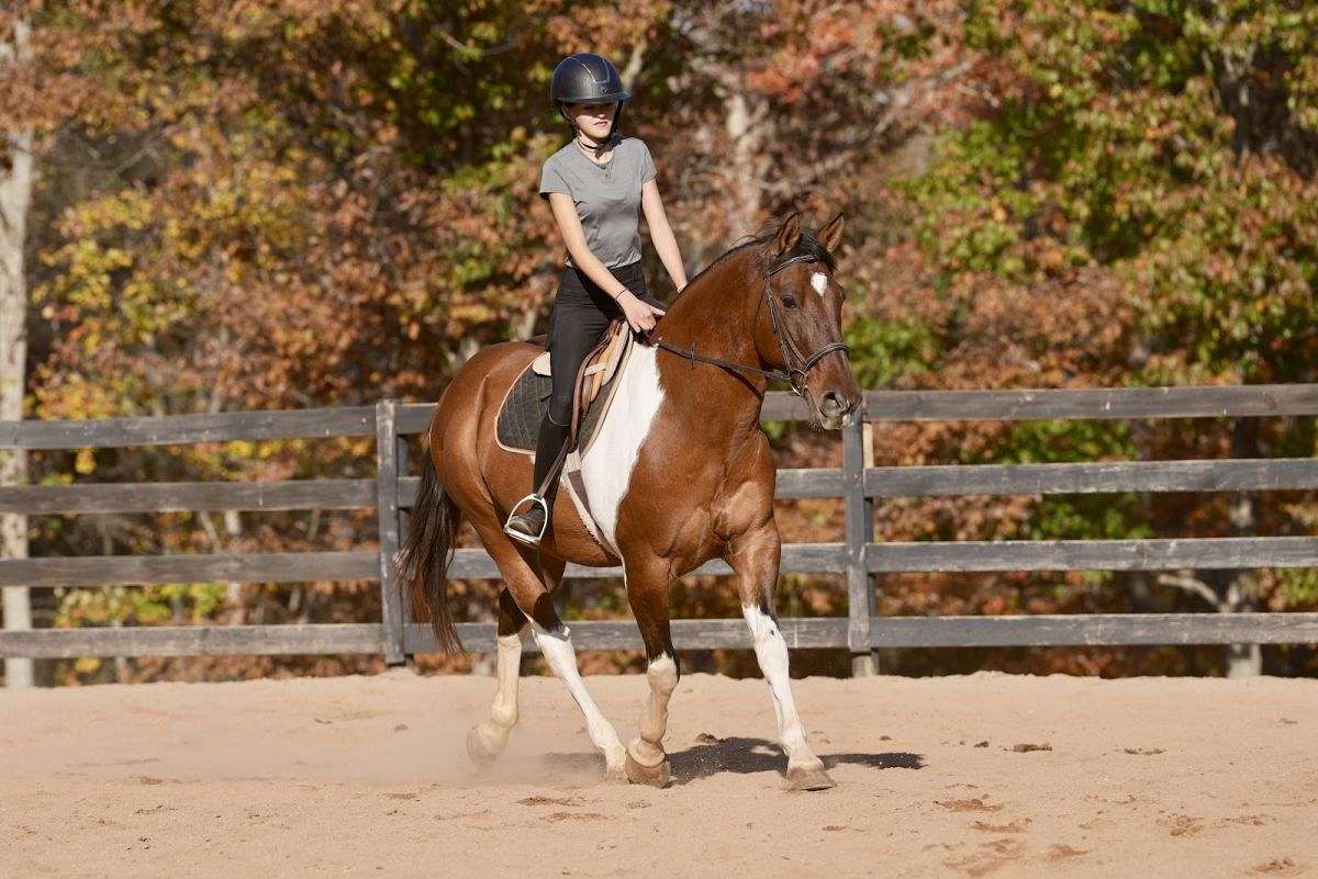 Lakota - a True Trail Master 5 Yr Old Tri-Color Paint X QH Gelding!