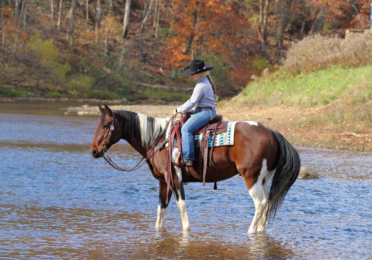 Jimmy - All Around Good Broke Horse 13 Yr Old Paint Draft Cross Gelding!