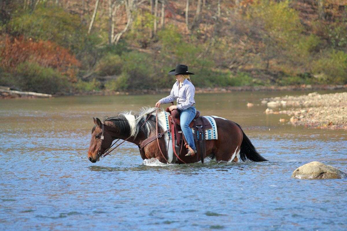 Jimmy - All Around Good Broke Horse 13 Yr Old Paint Draft Cross Gelding!