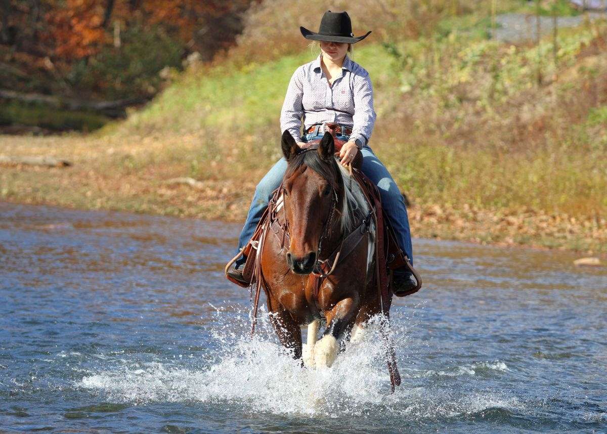 Jimmy - All Around Good Broke Horse 13 Yr Old Paint Draft Cross Gelding!
