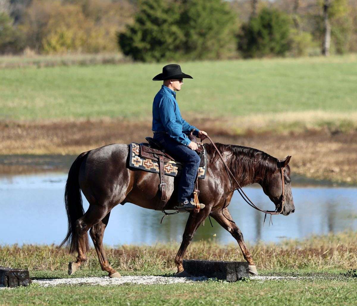 Good Lil Spook - Classy Ranch & Reining Horse 5 yo Chestnut AQHA Stallion!