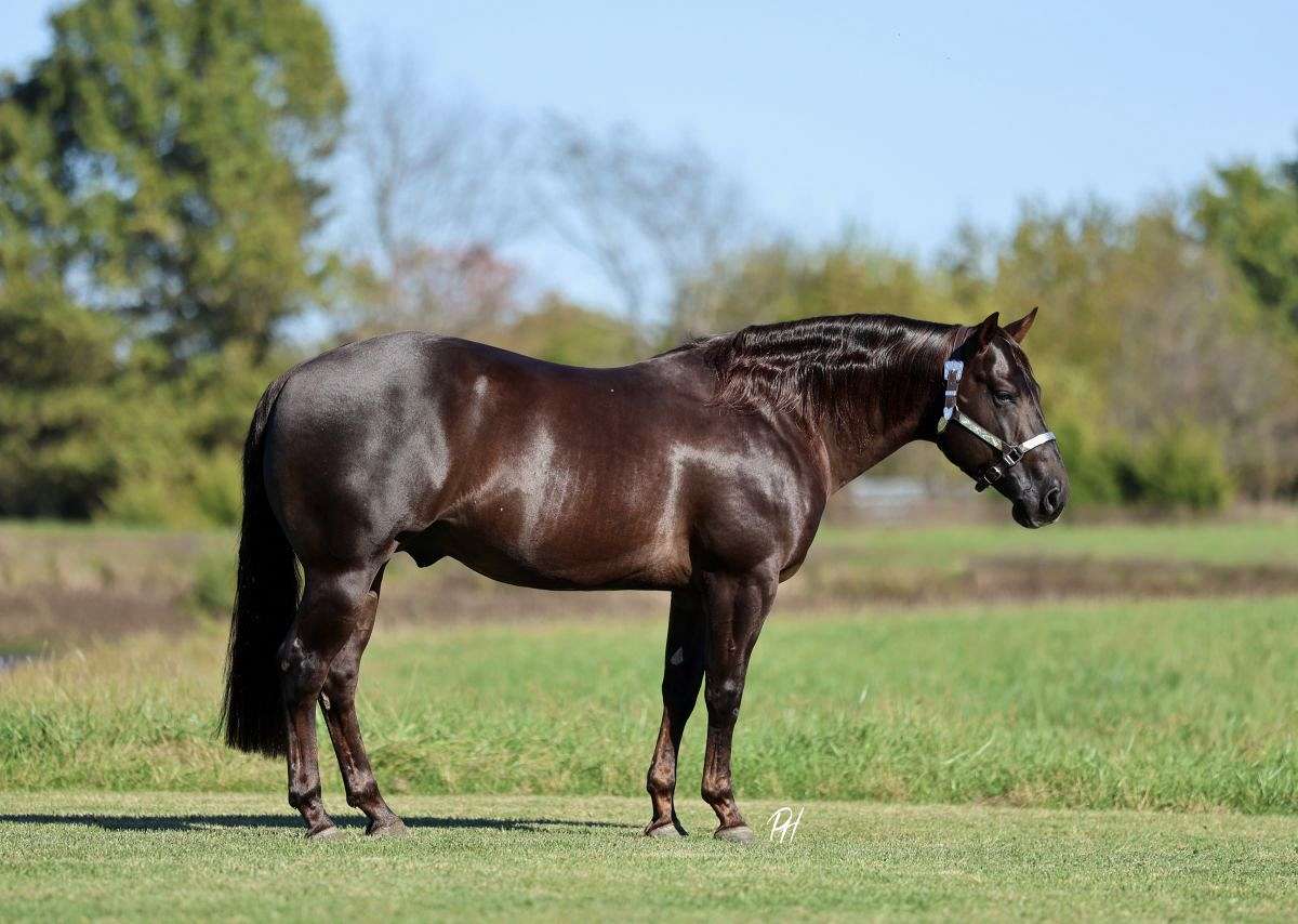 Good Lil Spook - Classy Ranch & Reining Horse 5 yo Chestnut AQHA Stallion!