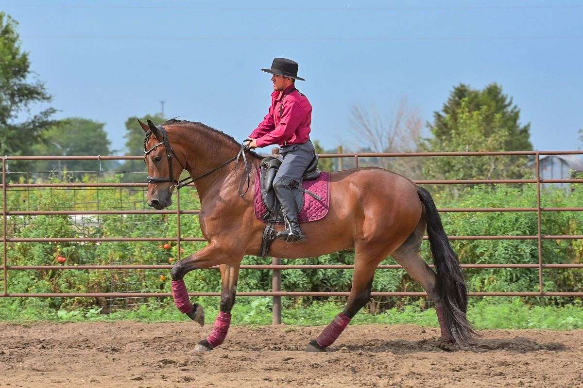 Donald - the Definition of Elegance 4 yo Bay Friesian Sporthorse Gelding!