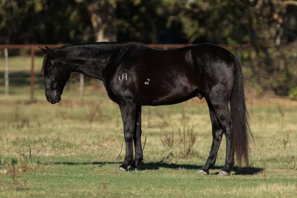 Deets - Tustworthy and User Friendly 9 yo Black Quarter Horse Gelding!