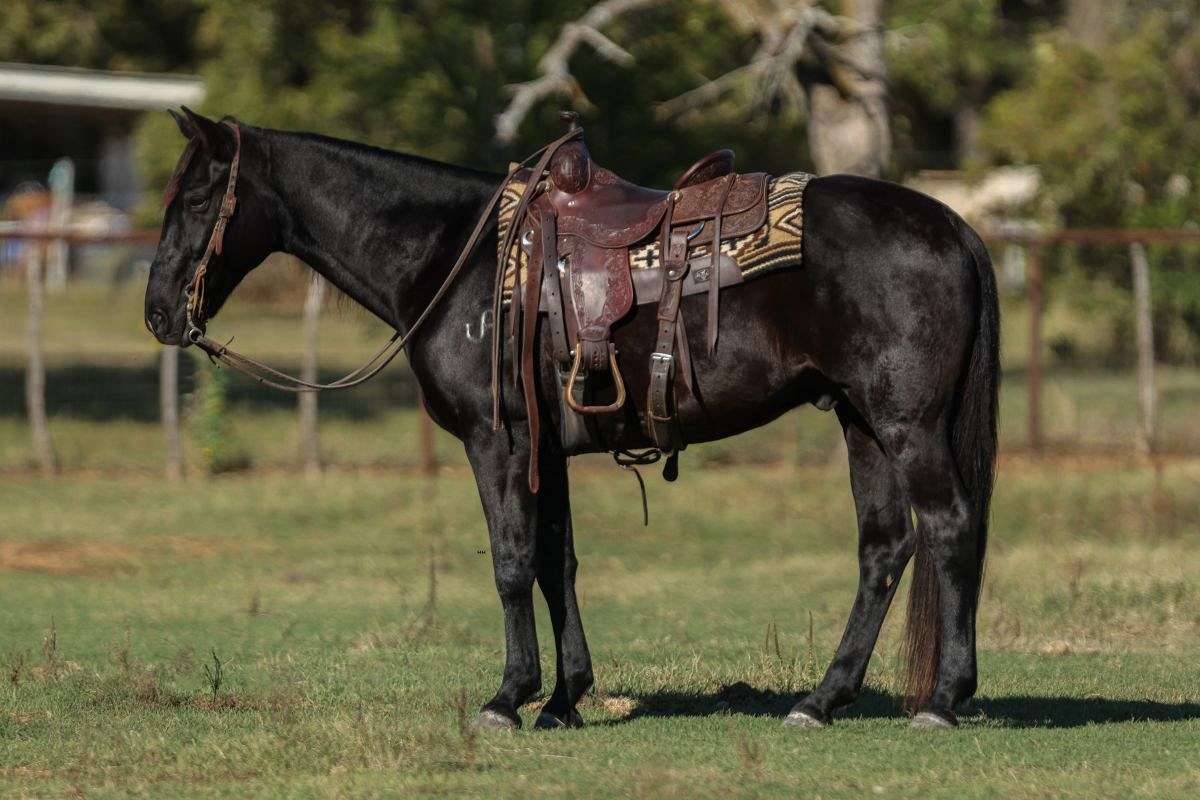 Deets - Tustworthy and User Friendly 9 yo Black Quarter Horse Gelding!