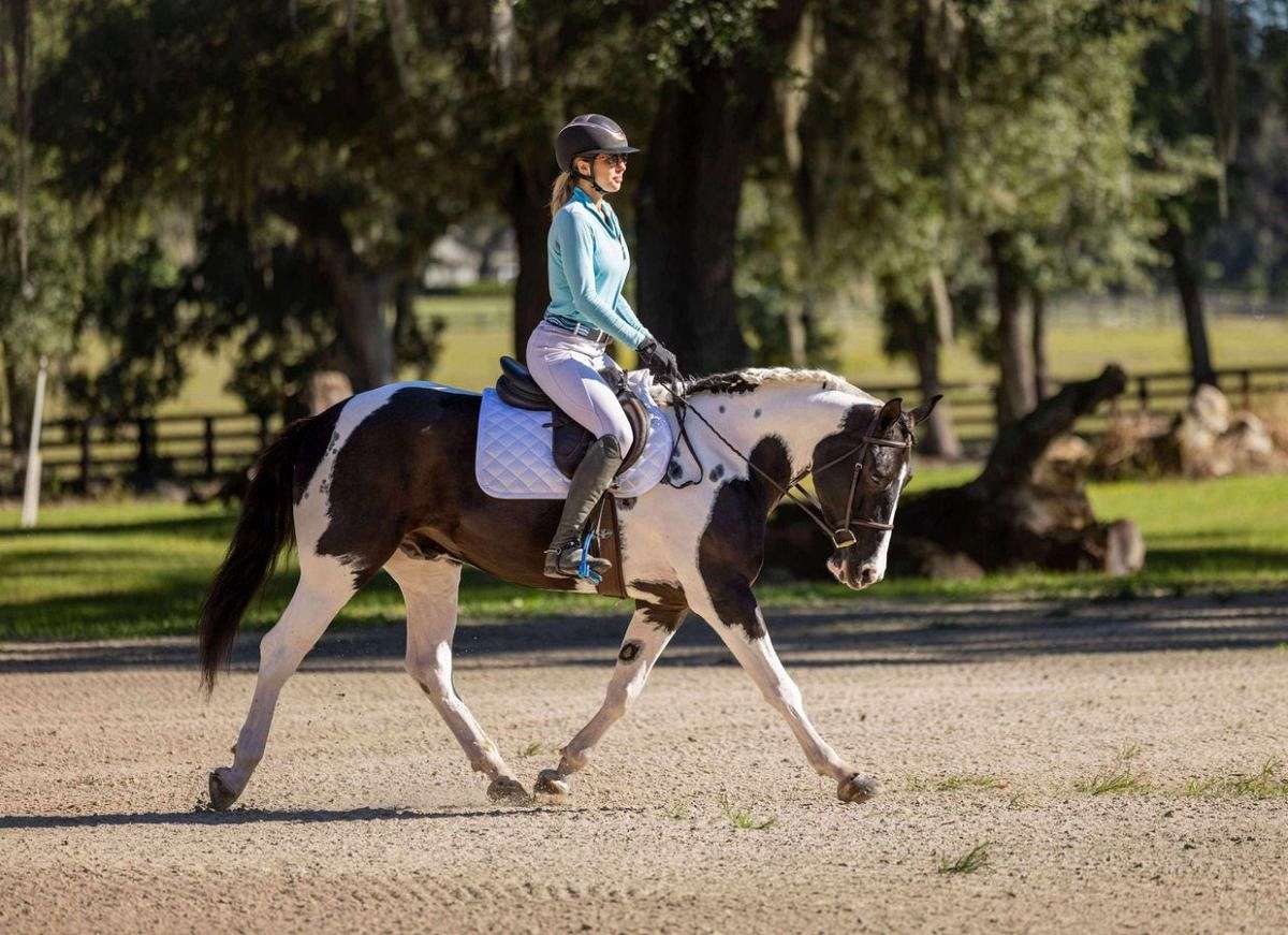 Chip - Extremely Elegant & Kind 4 Yr Old Paint Draft Cross Gelding!