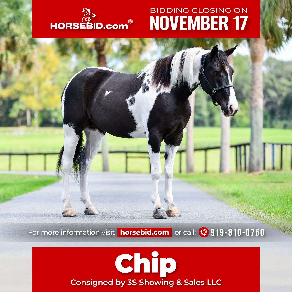 Chip - Extremely Elegant & Kind 4 Yr Old Paint Draft Cross Gelding!