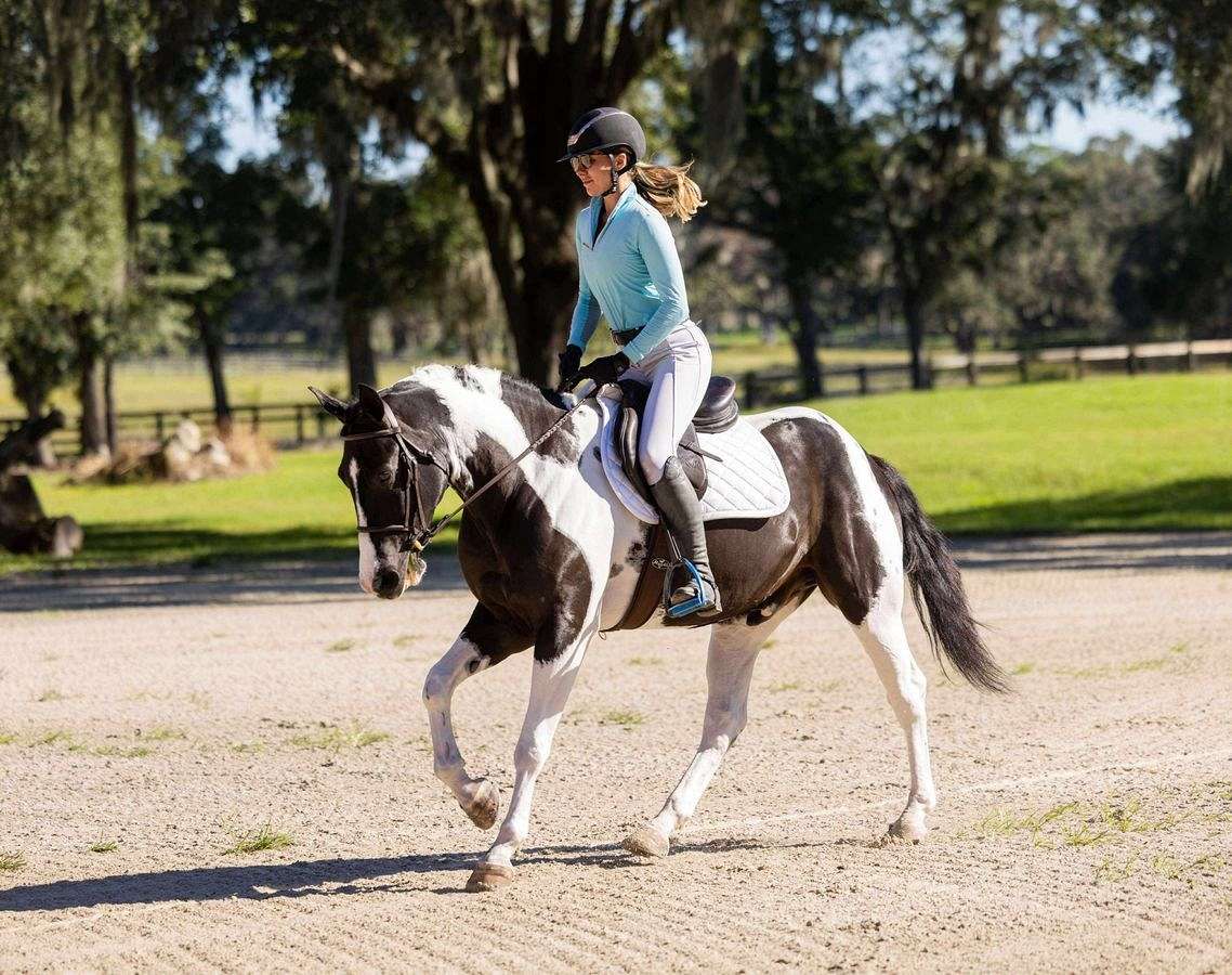 Chip - Extremely Elegant & Kind 4 Yr Old Paint Draft Cross Gelding!