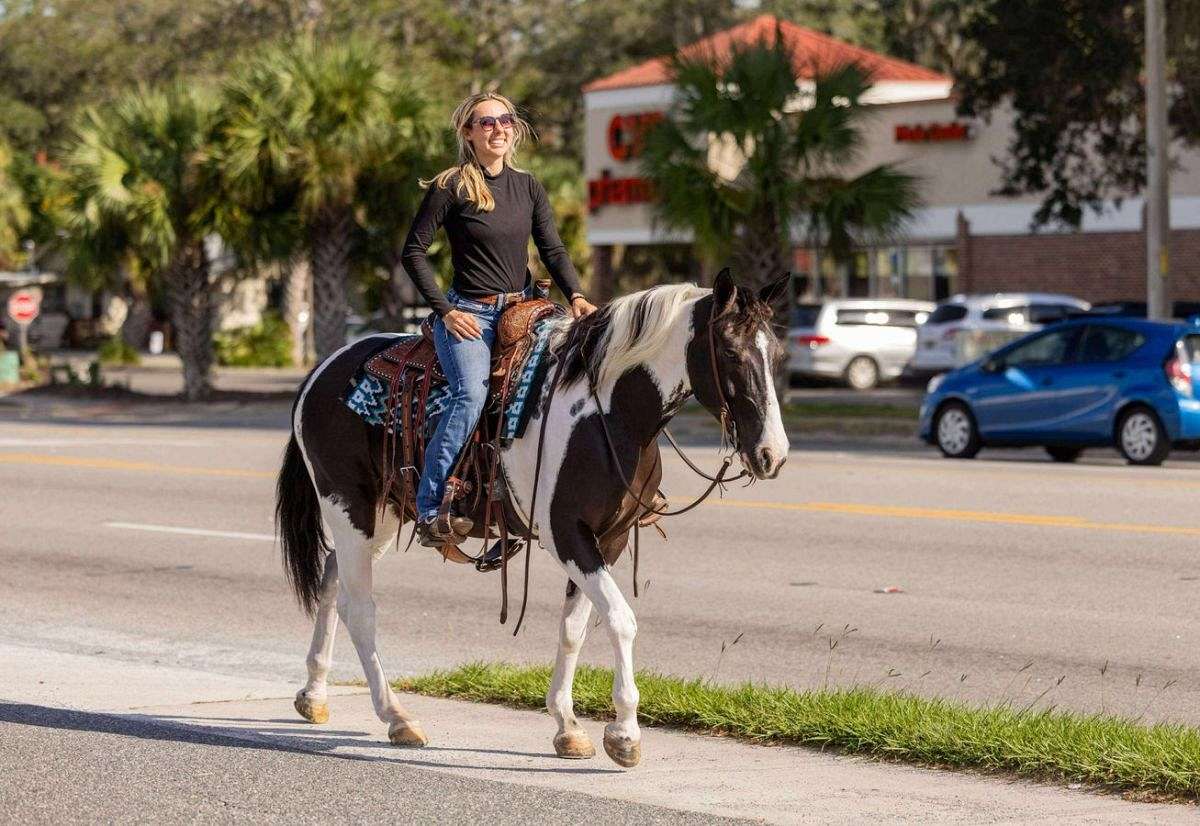 Chip - Extremely Elegant & Kind 4 Yr Old Paint Draft Cross Gelding!