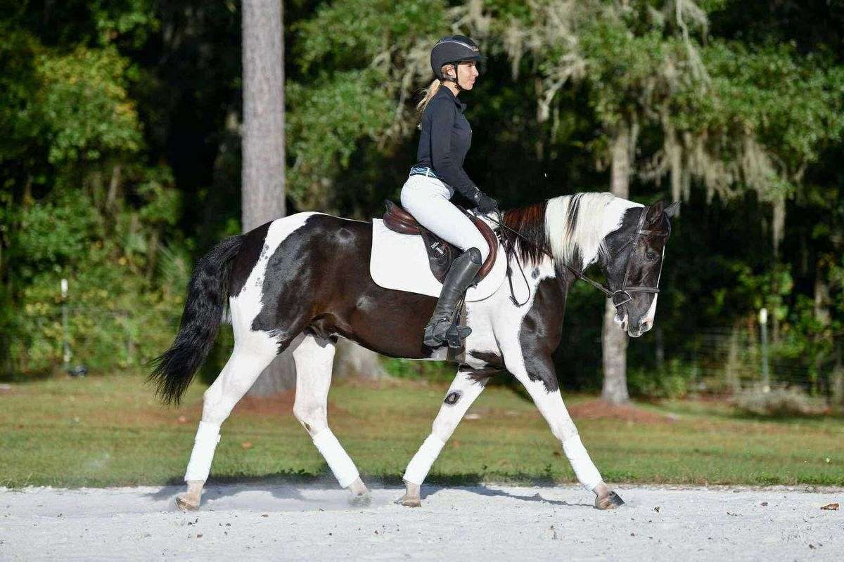Chip - Extremely Elegant & Kind 4 Yr Old Paint Draft Cross Gelding!