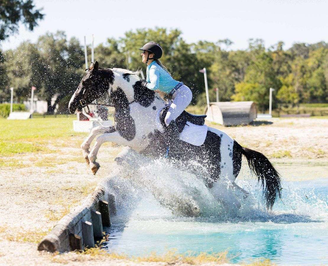 Chip - Extremely Elegant & Kind 4 Yr Old Paint Draft Cross Gelding!
