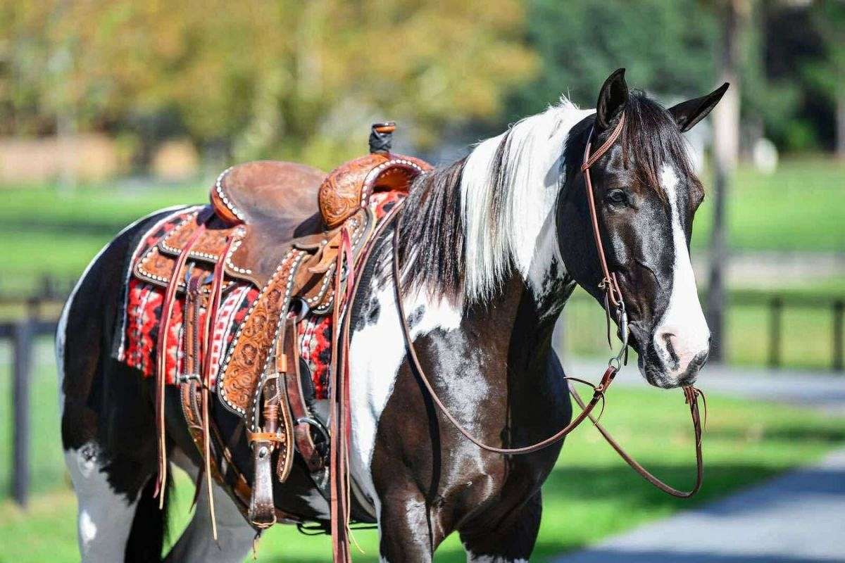 Chip - Extremely Elegant & Kind 4 Yr Old Paint Draft Cross Gelding!
