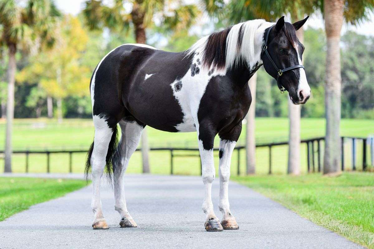 Chip - Extremely Elegant & Kind 4 Yr Old Paint Draft Cross Gelding!