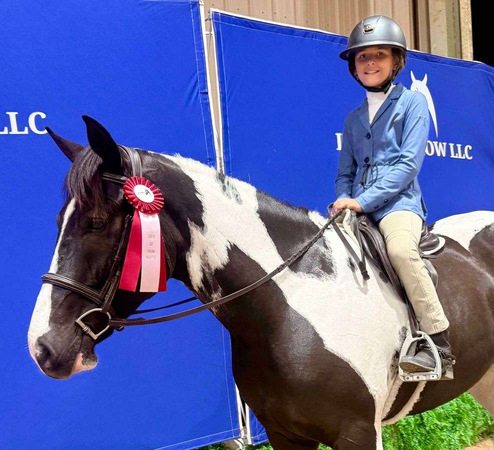 Chip - Extremely Elegant & Kind 4 Yr Old Paint Draft Cross Gelding!