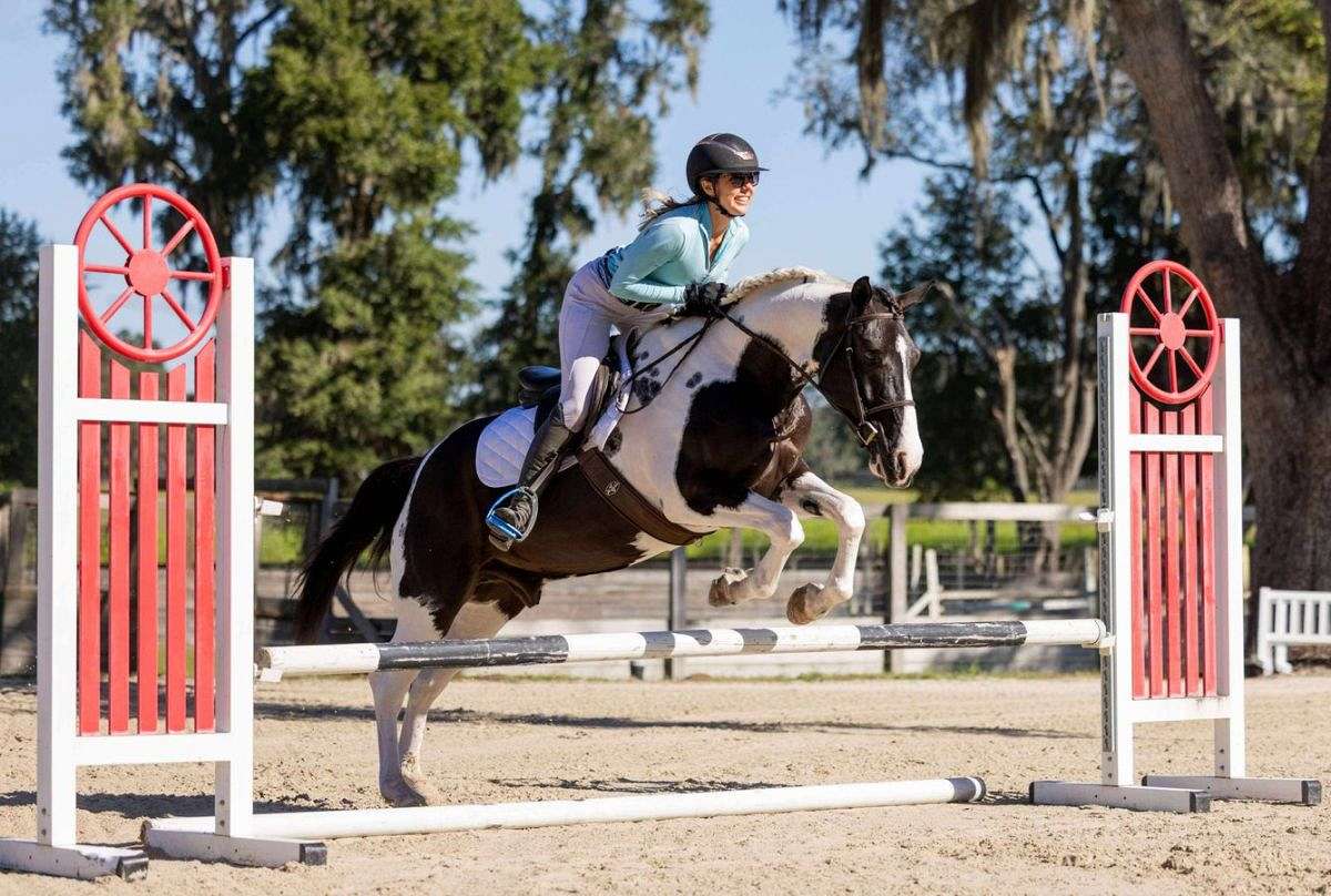 Chip - Extremely Elegant & Kind 4 Yr Old Paint Draft Cross Gelding!
