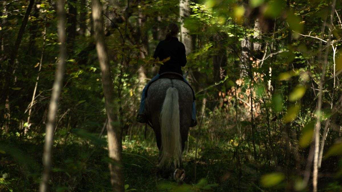 Moose