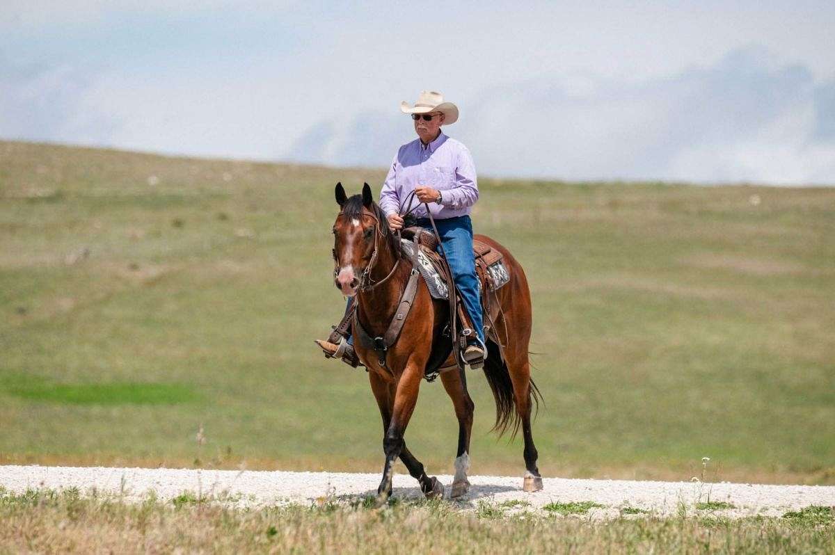 Bg - Extremely Gentle & Trustworthy 16 yo Bay Quarter Horse Gelding!