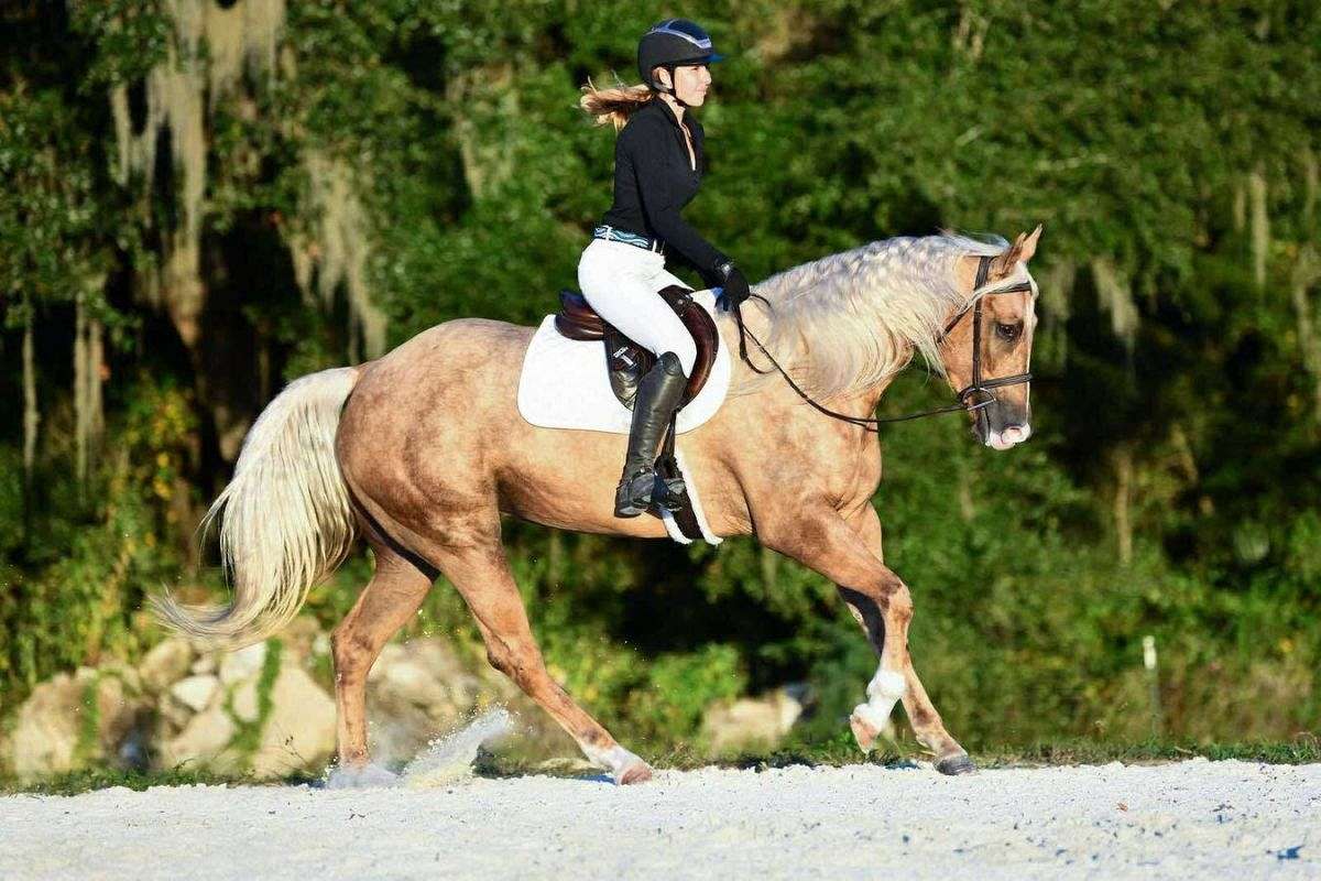 Barbie - Show Horse Deluxe 3 yo Palomino AQHA Mare!