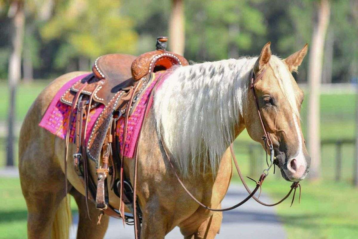 Barbie - Show Horse Deluxe 3 yo Palomino AQHA Mare!