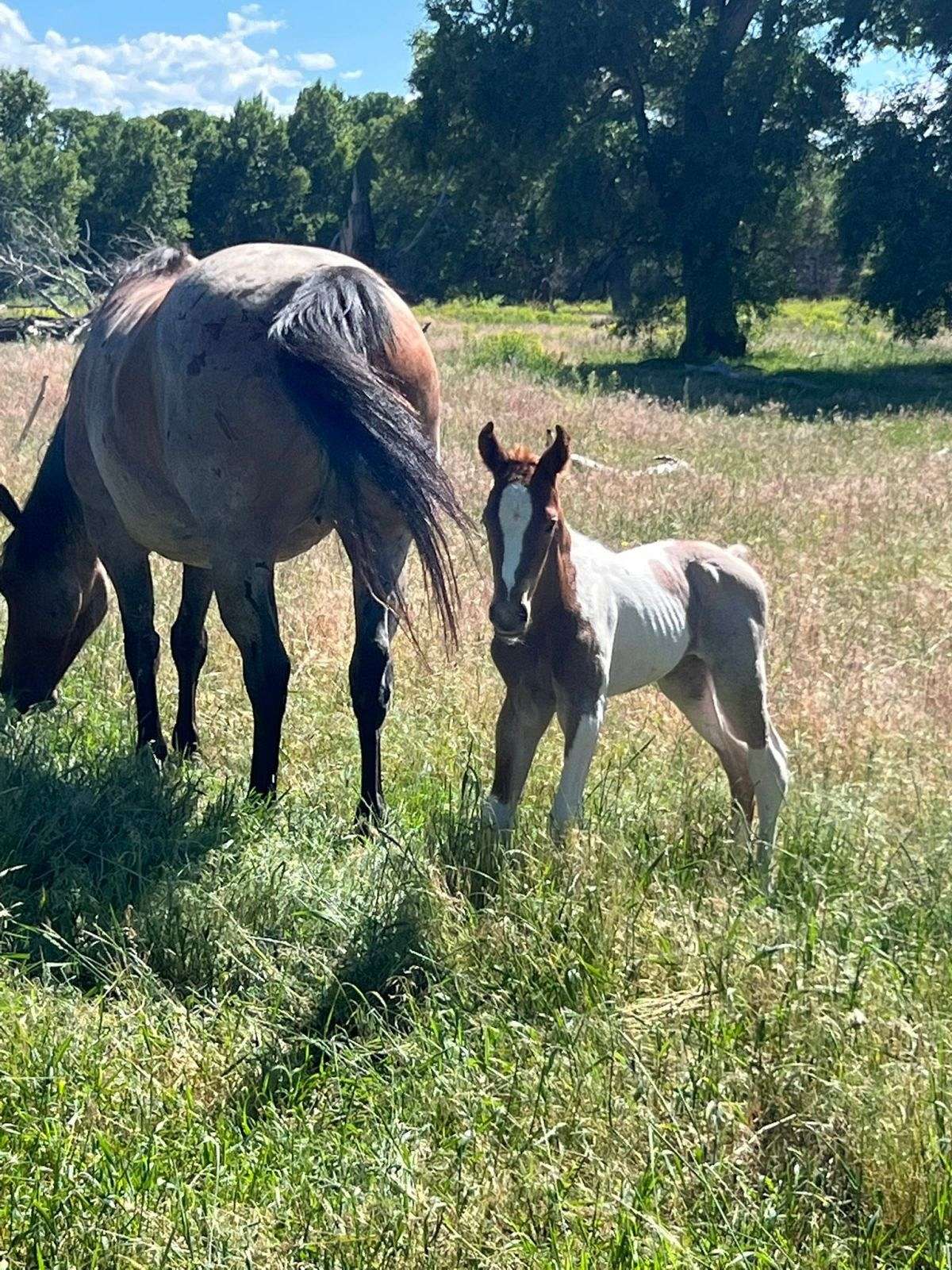 Red Roan Tobiano Filly