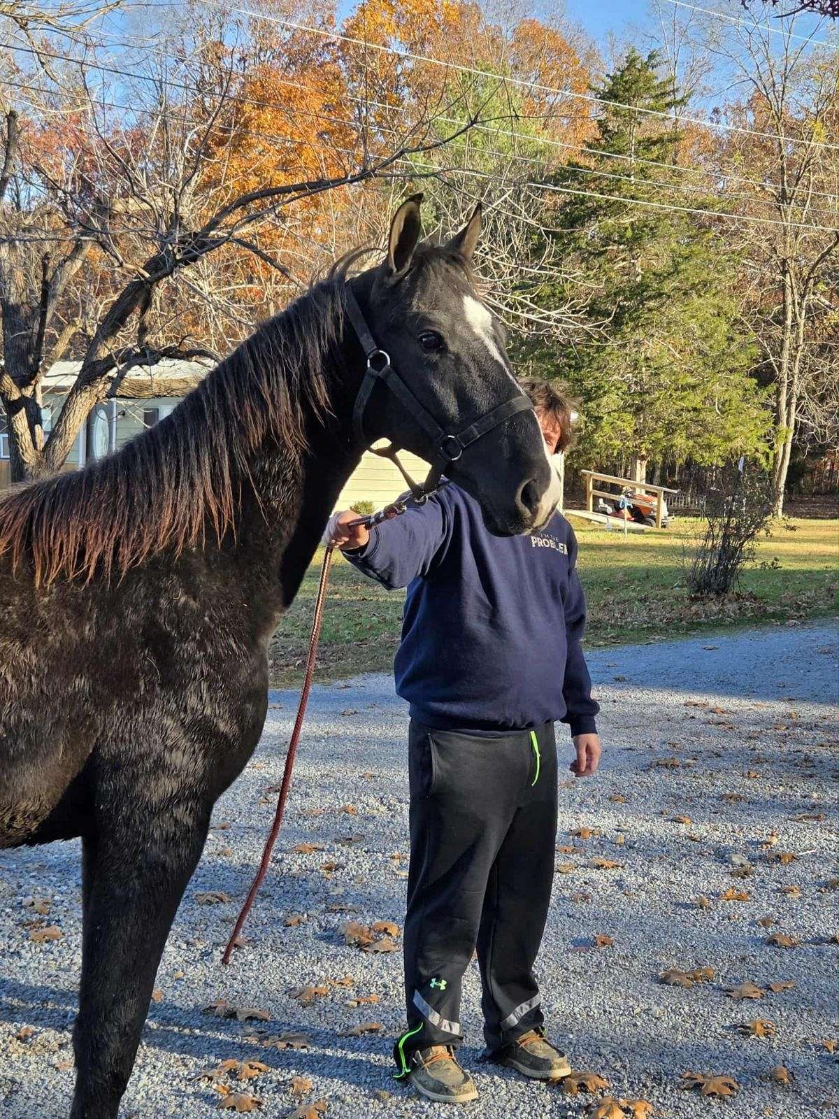 Dutch Harness Horse