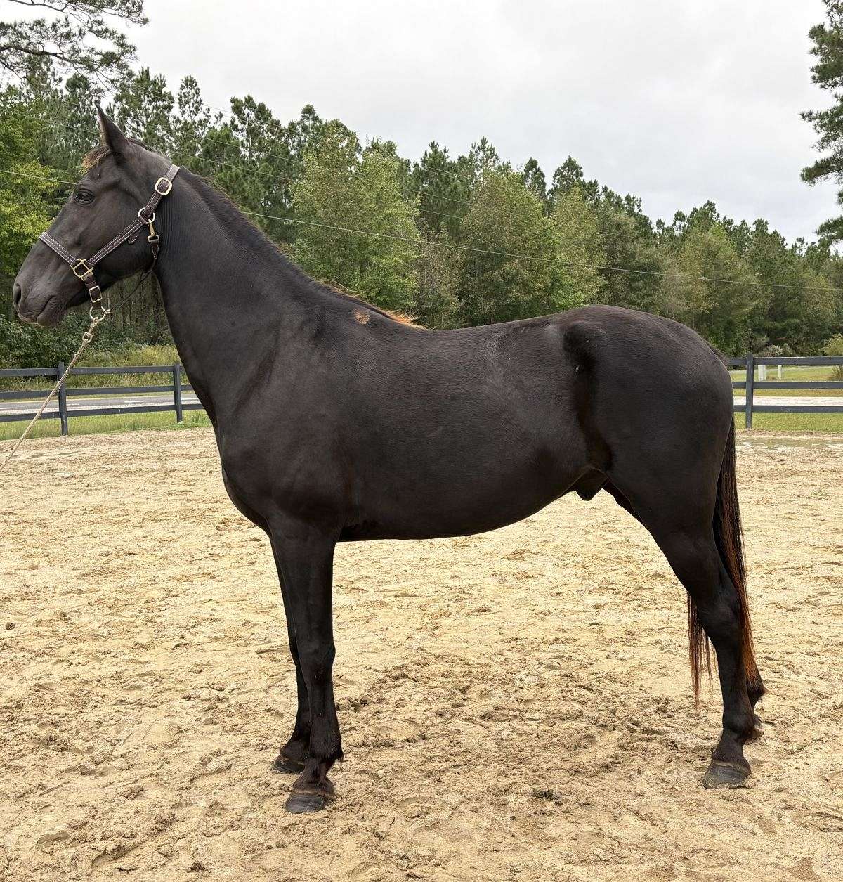 Registered TWH Gelding