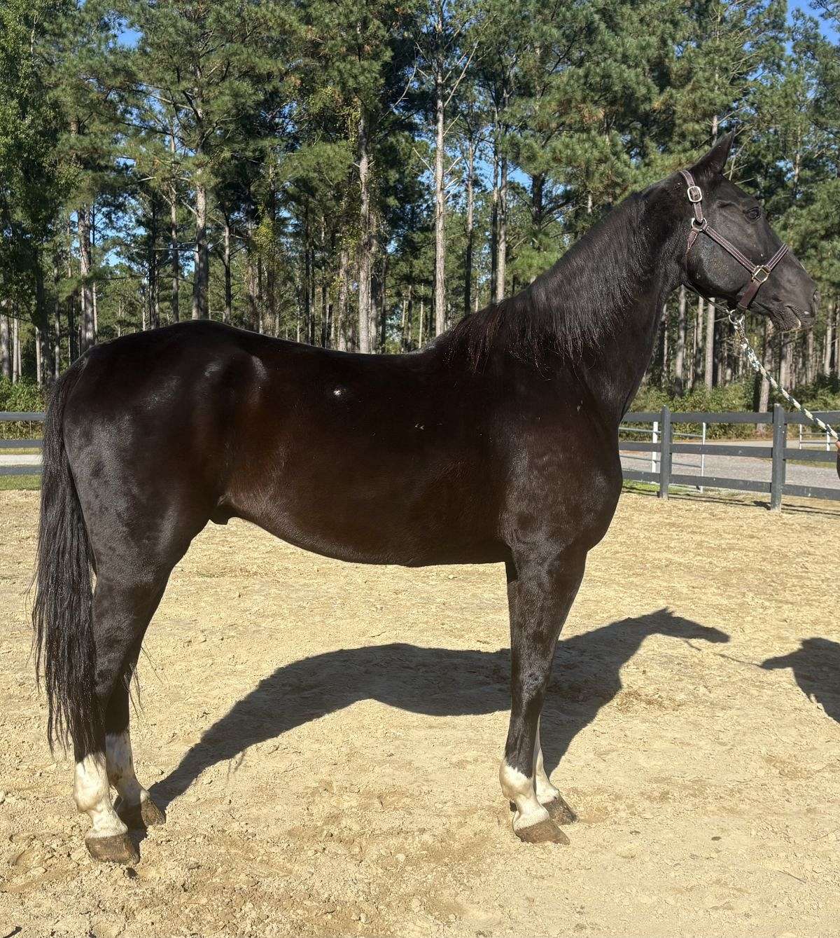 Black Dutch Cross