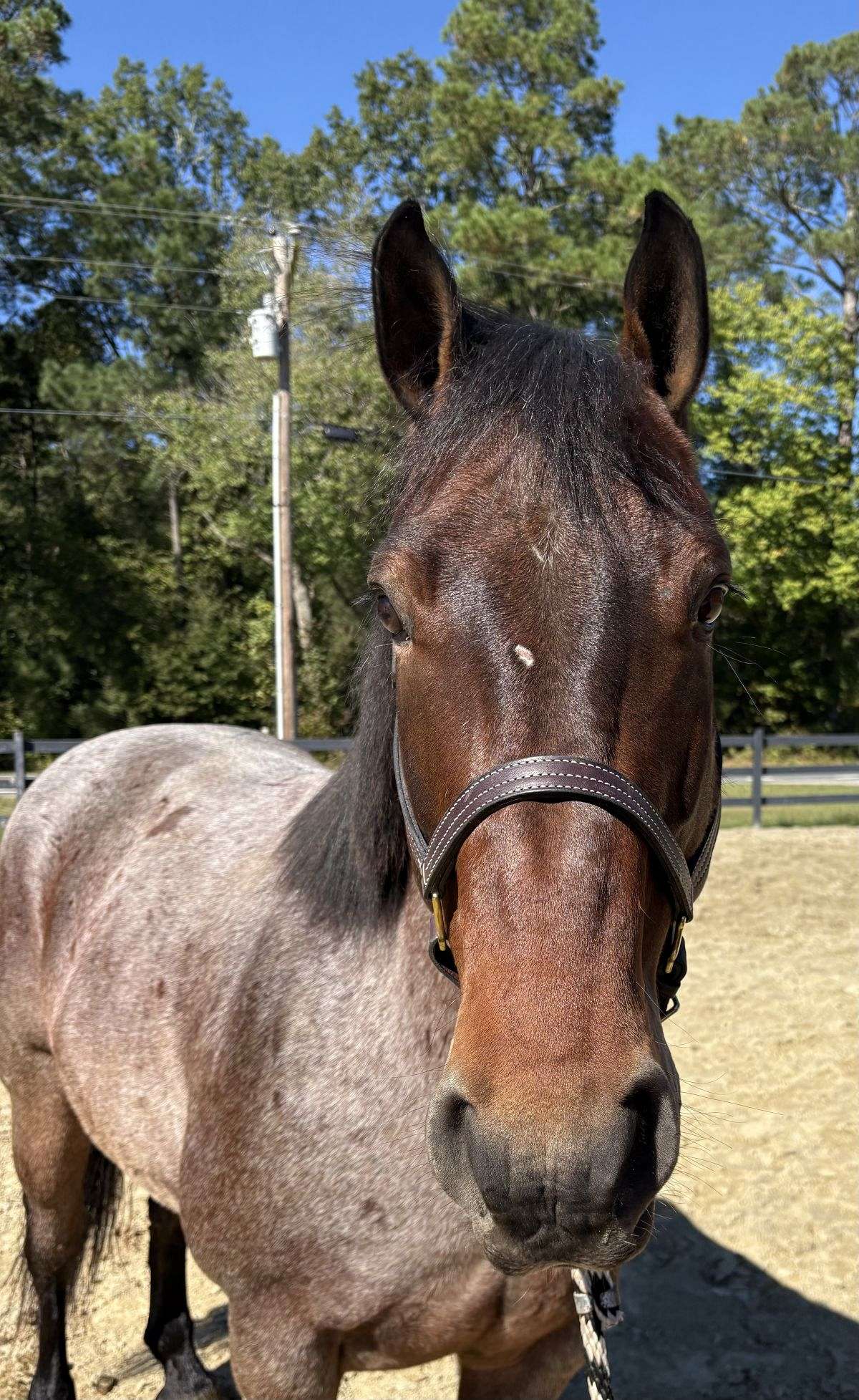 Bay Roan Draft Cross