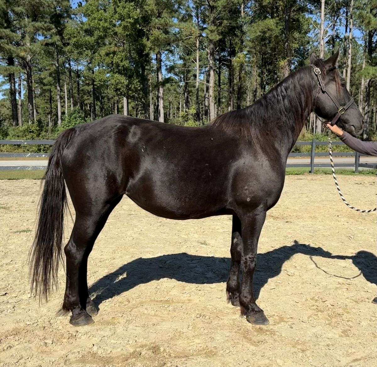 Friesian Cross Mare