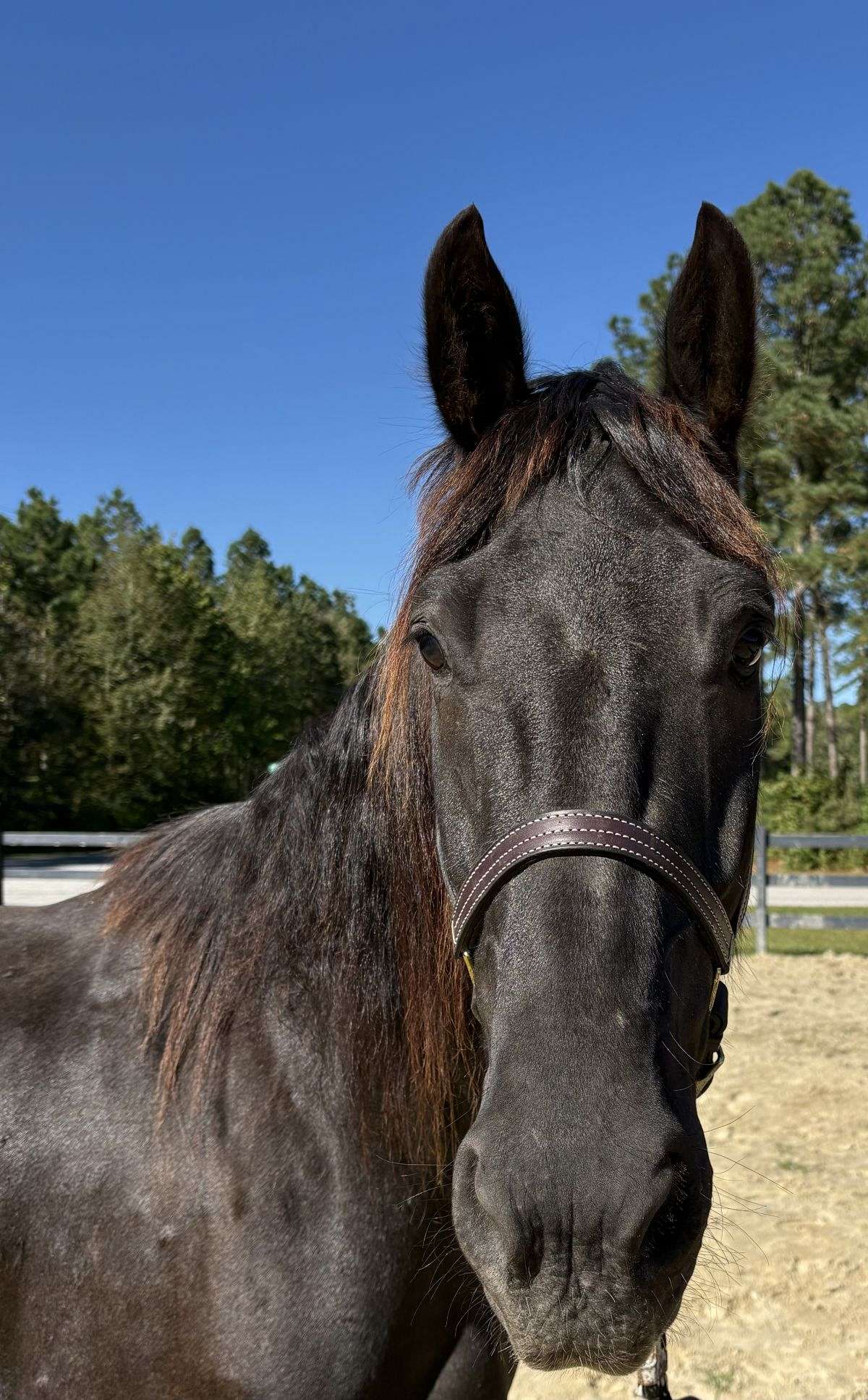 Friesian Cross Mare