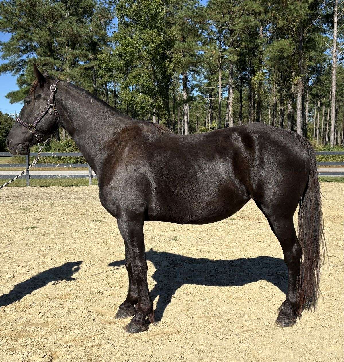 Friesian Cross Mare