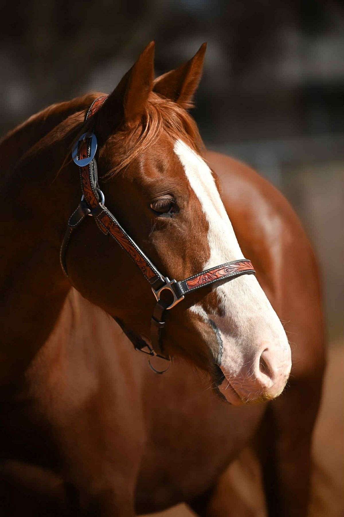 AQHA 2 Yr Old Filly