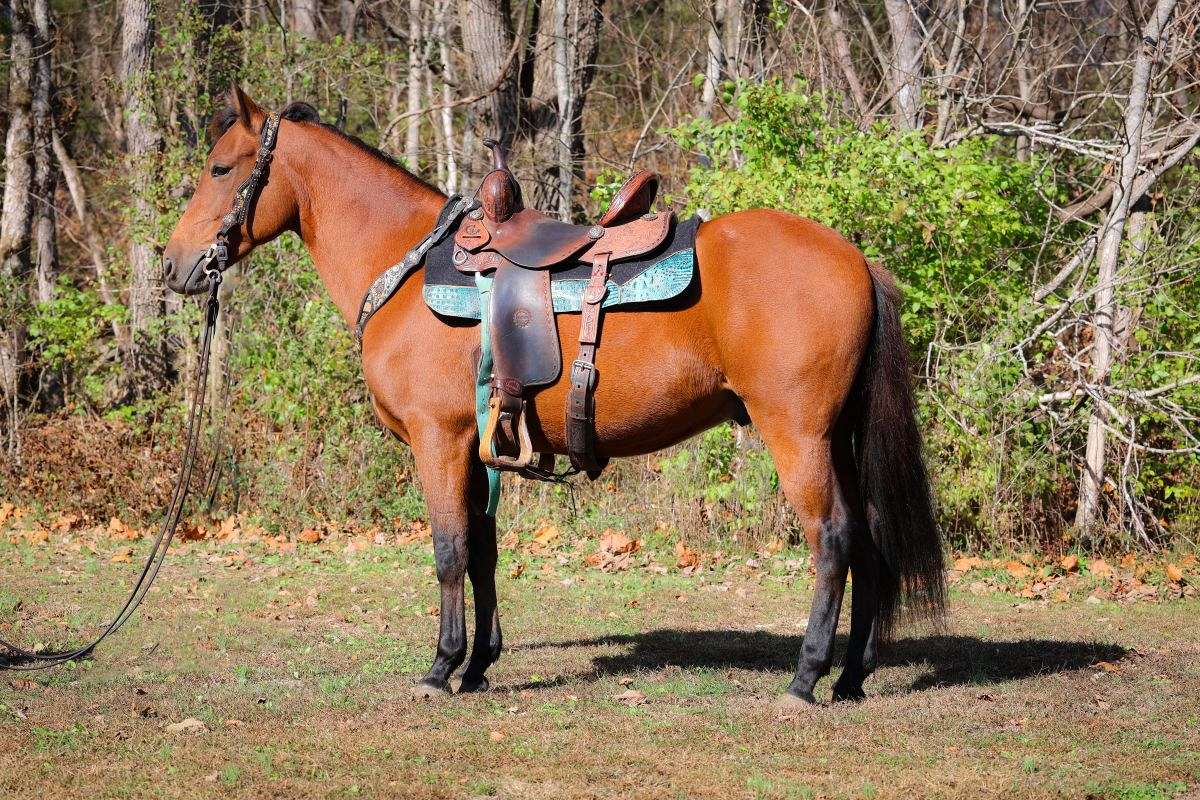 Really Cool Bay Paso Fino Gelding, Trail Rides, Show, Check Cattle, Smooth