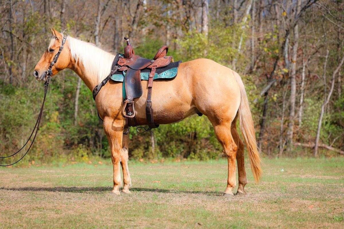 Gorgeous AQHA Golden Palomino Gelding, Ranch Horse Deluxe, Trails, Show