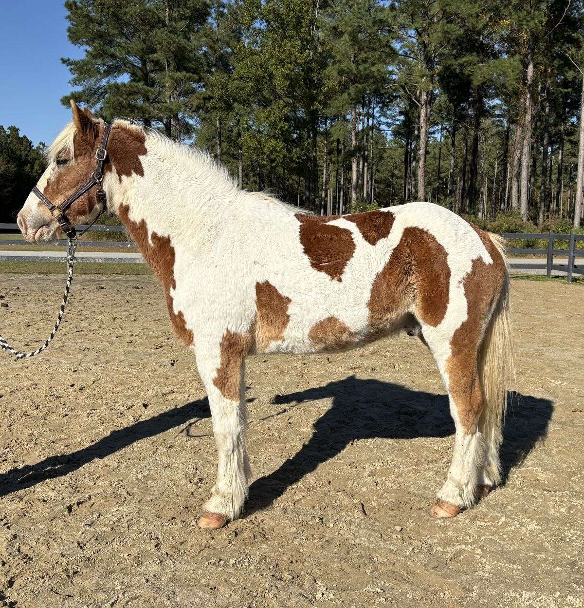 Cute Paint Gelding