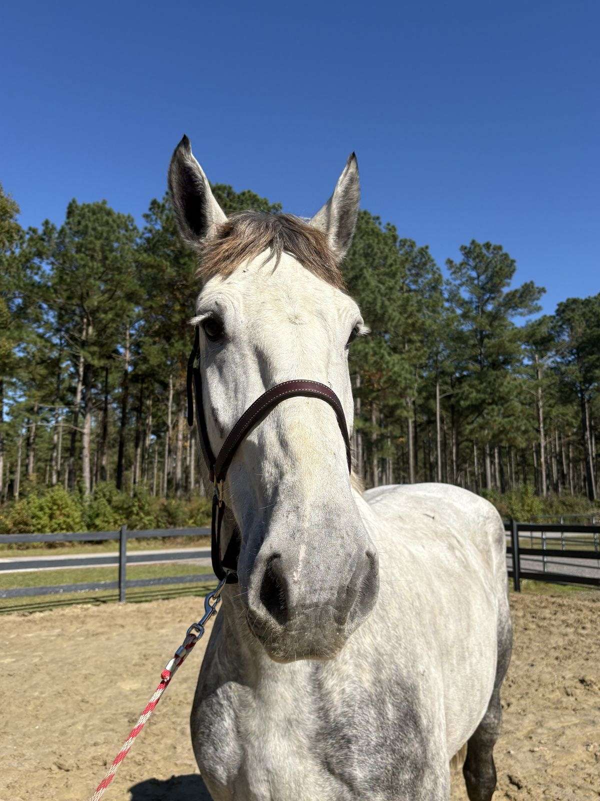 Grey Percheron Gelding