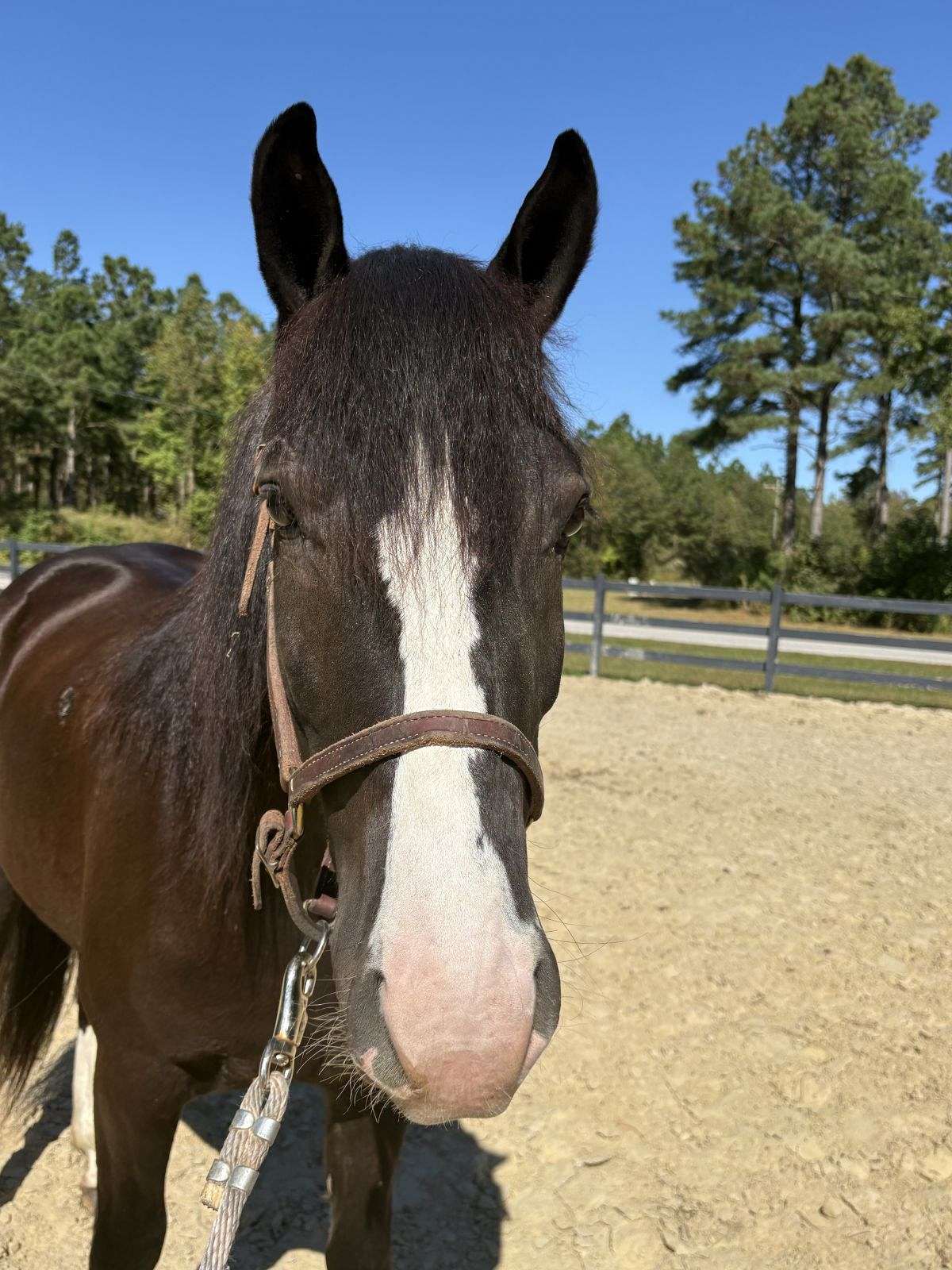Bay Percheron QH