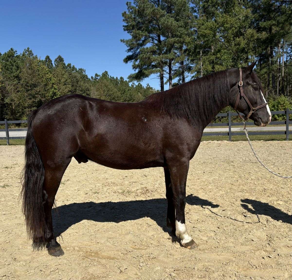 Bay Percheron QH