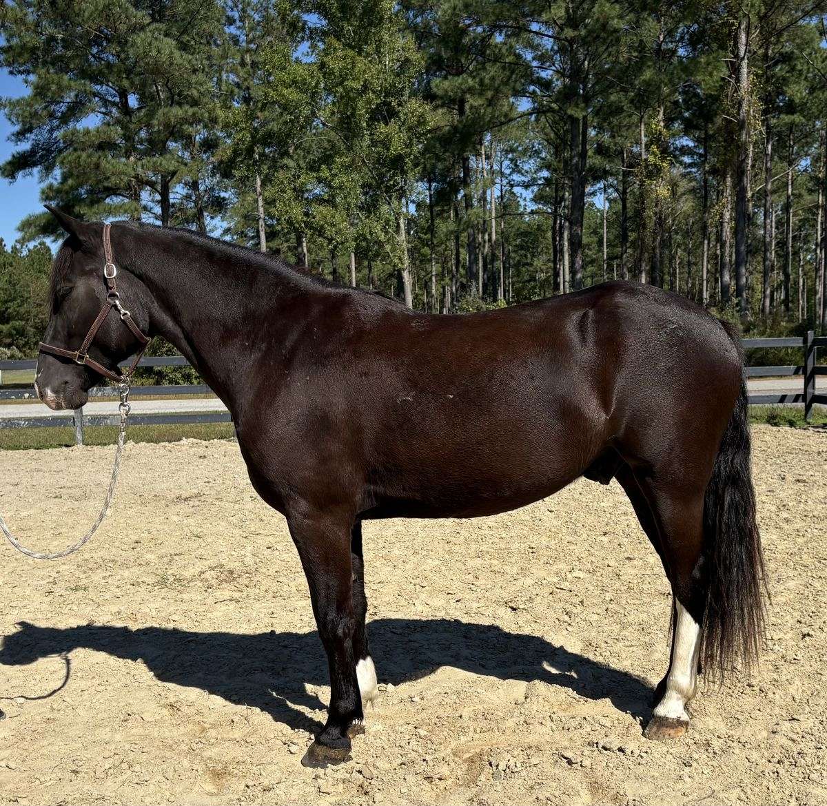 Bay Percheron QH