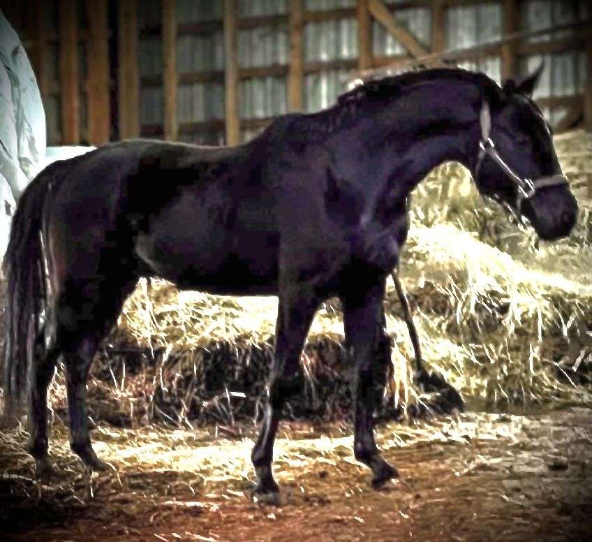 Stallion for Sale
