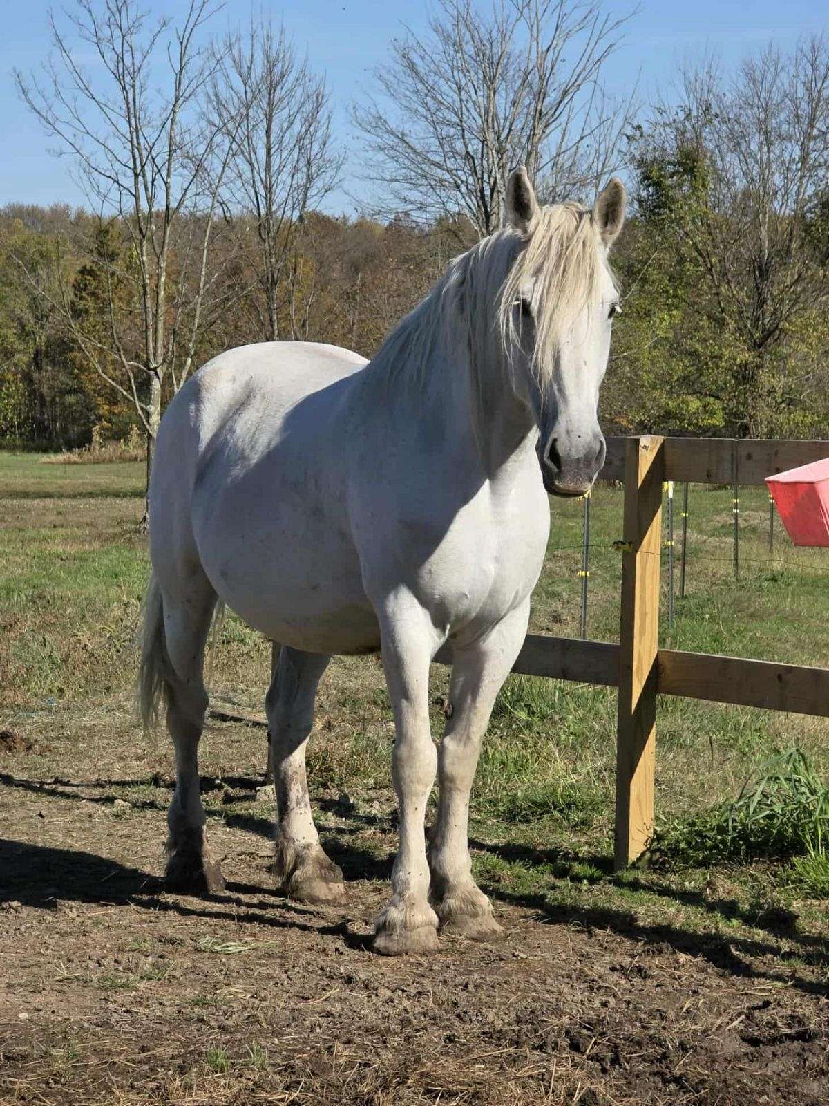 Gorgeous Kind Percheron Mare in Foal