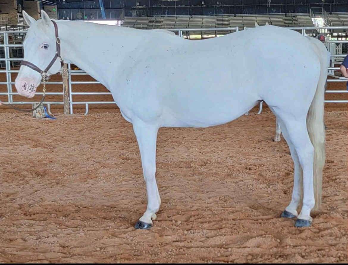 Beginner-Safe AQHA/APHA All-Around Mare