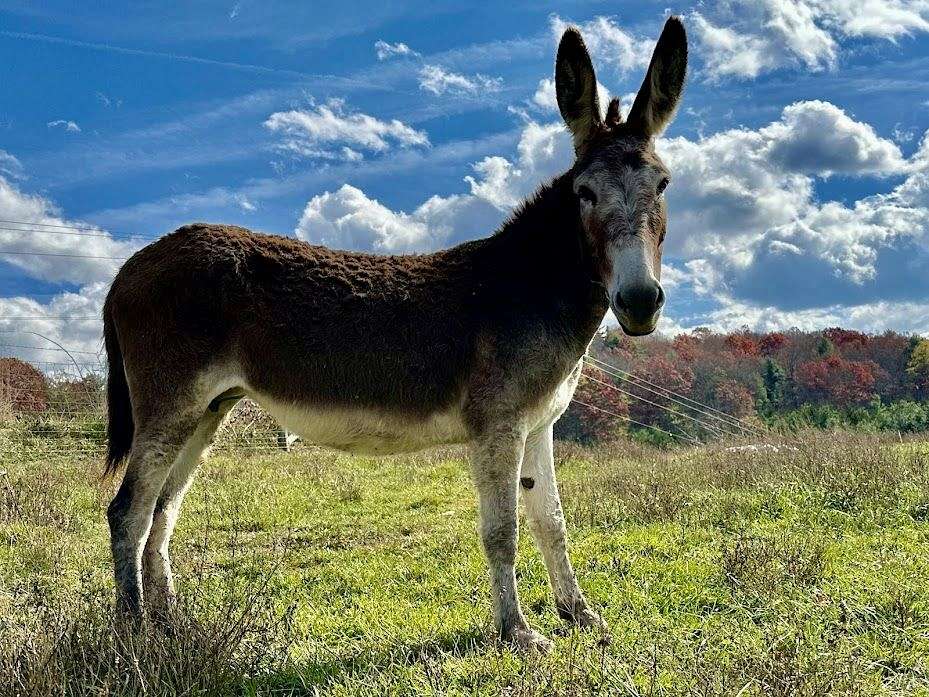 Red Roan Standard Jenny