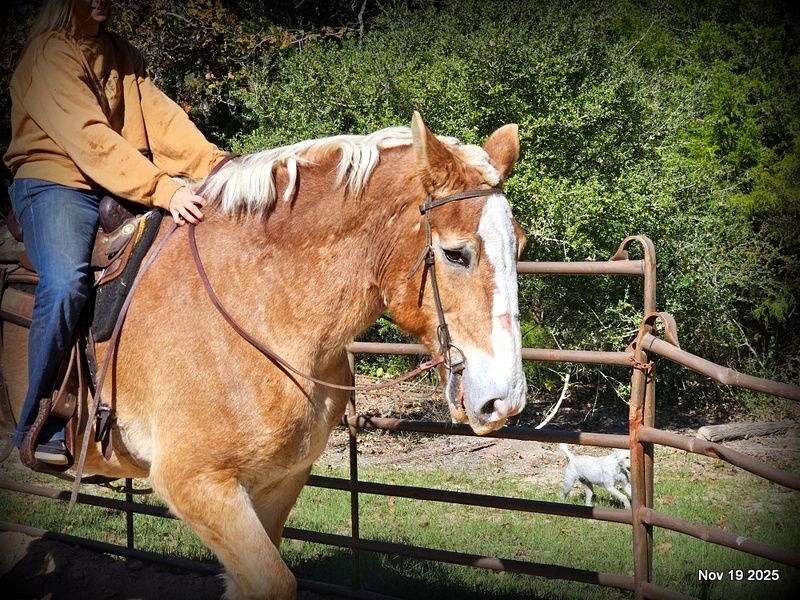 Beautiful Draft Rides and Pulls Safe and Very Gentle