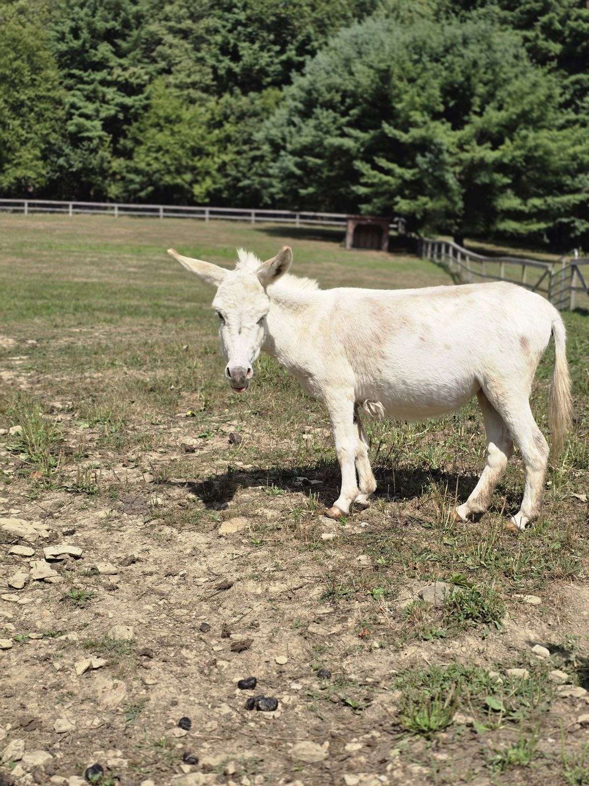 Sold**White Jenny Donkey