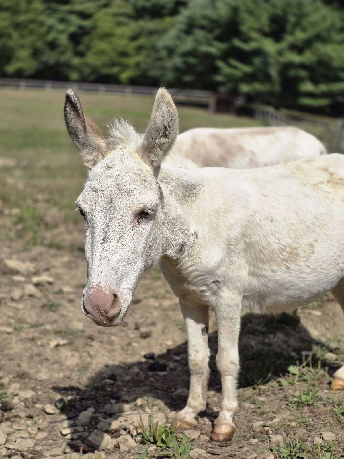Sold**White Jenny Donkey