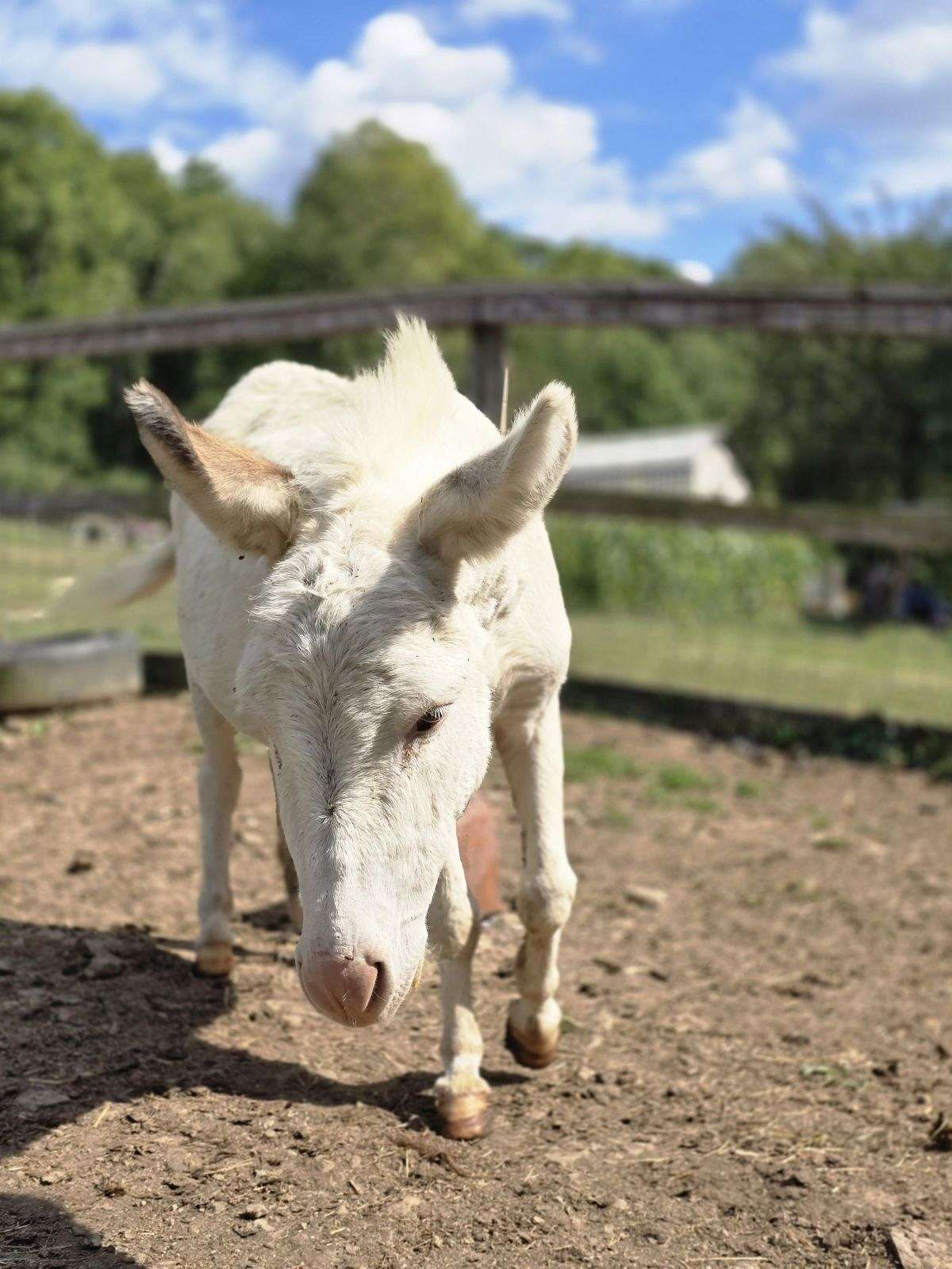 White Jenny Donkey